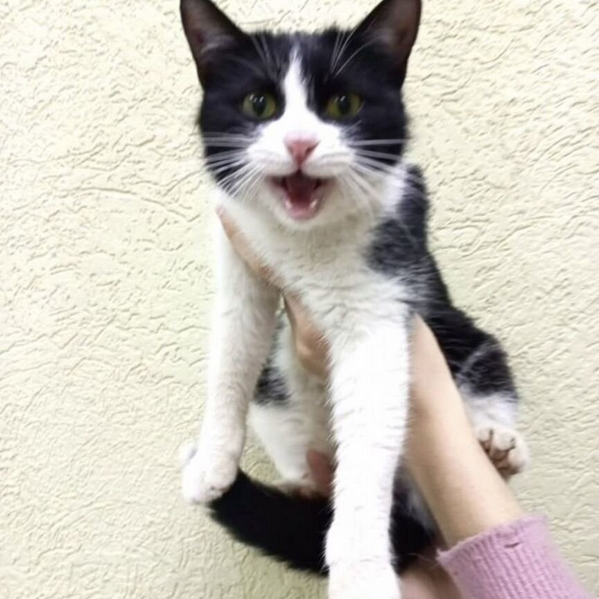 Котенок девочка в добрые руки