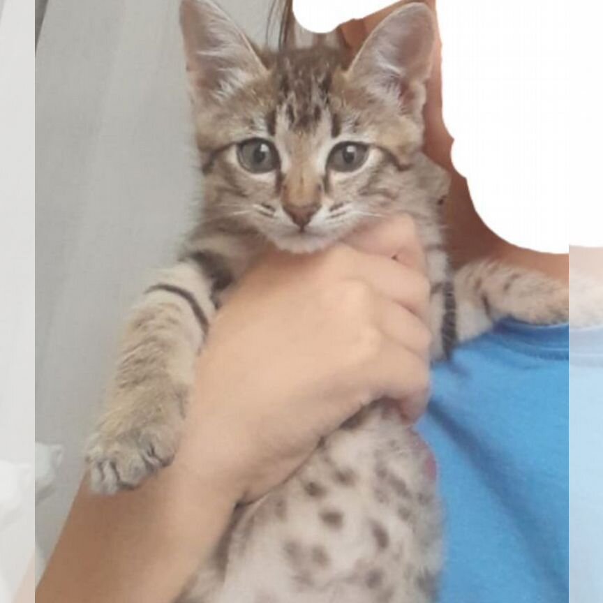 Потерялся котенок девочка