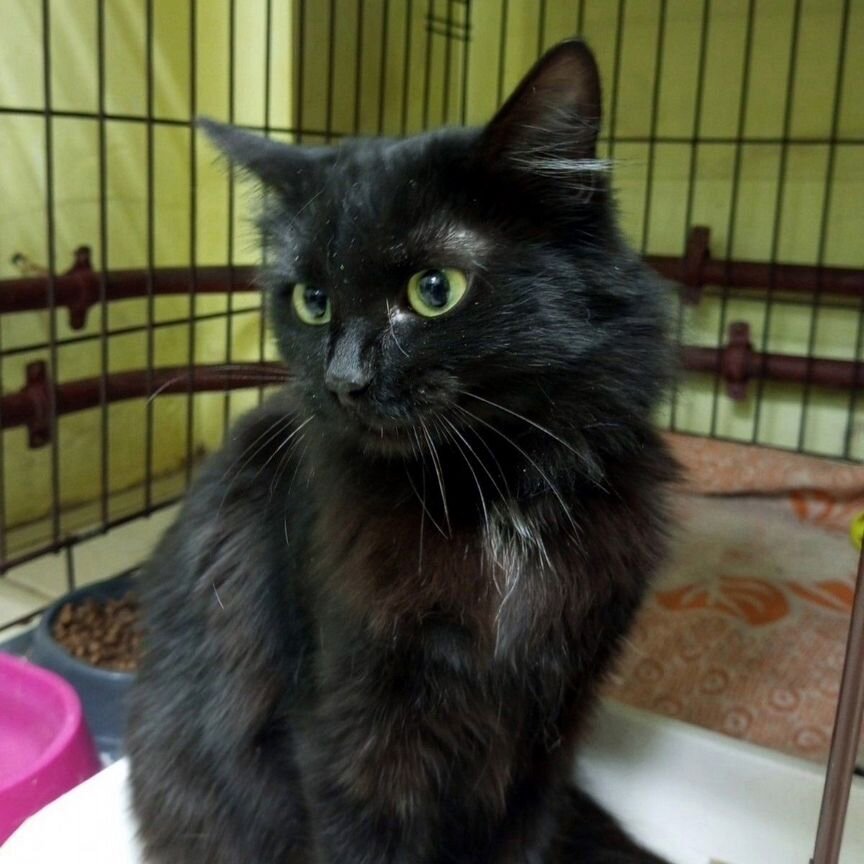 Молодая кошечка Чернушка, ей 1 год