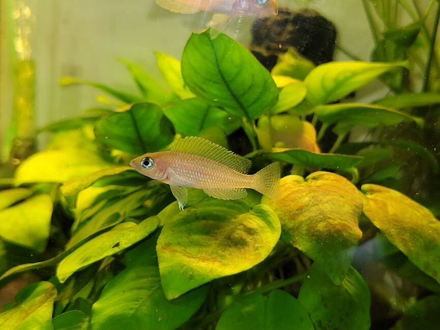 Lamprologus caudopunctatus /лампрологус