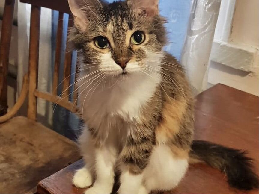 Коты кошки хозяйка уезжает