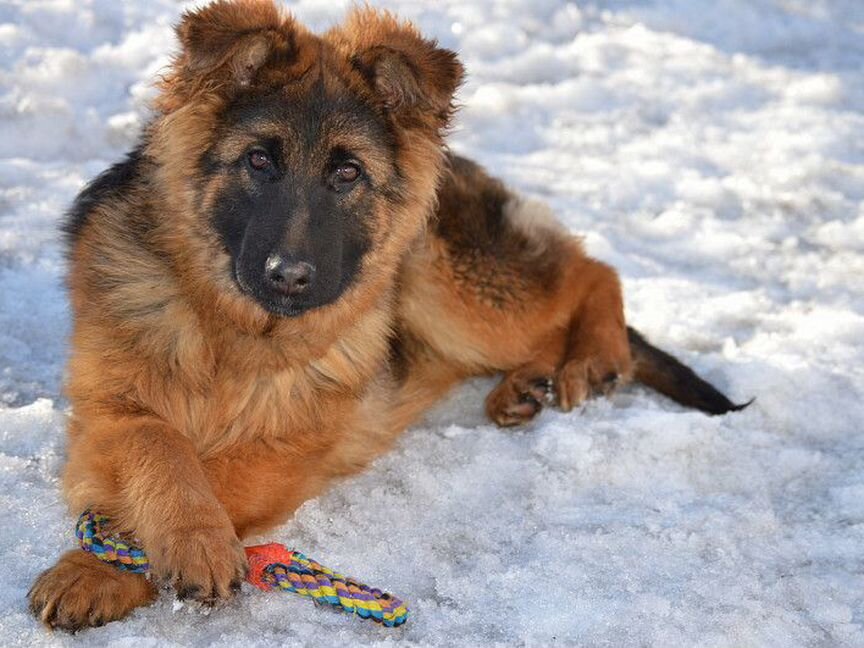 Лохмачи- щенки длинношерстных немецких овчарок