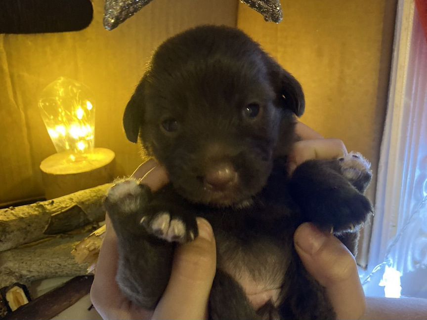 Щенок в добрые руки