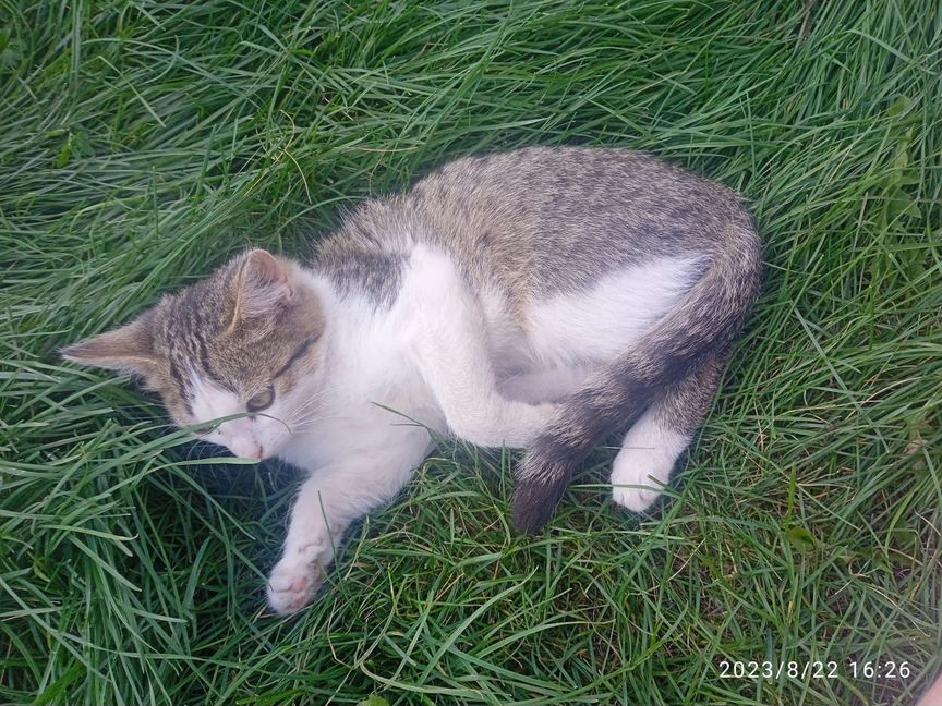 Кот