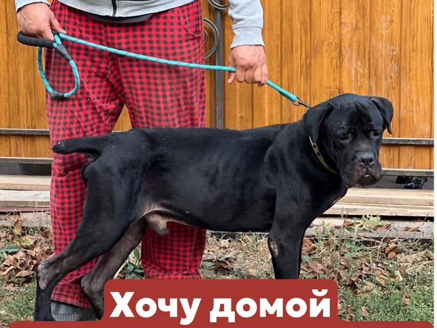 Собака в добрые руки