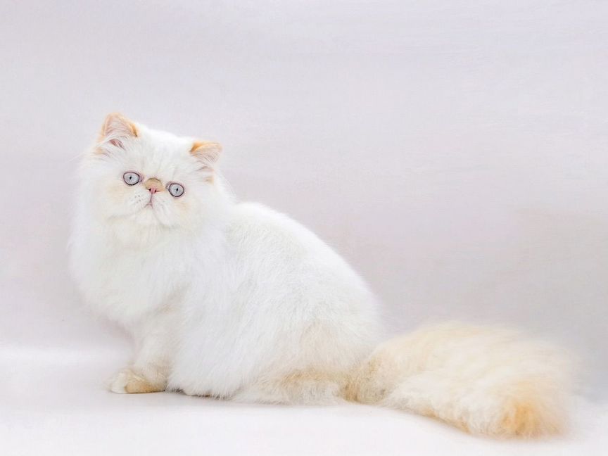 Персидский котик