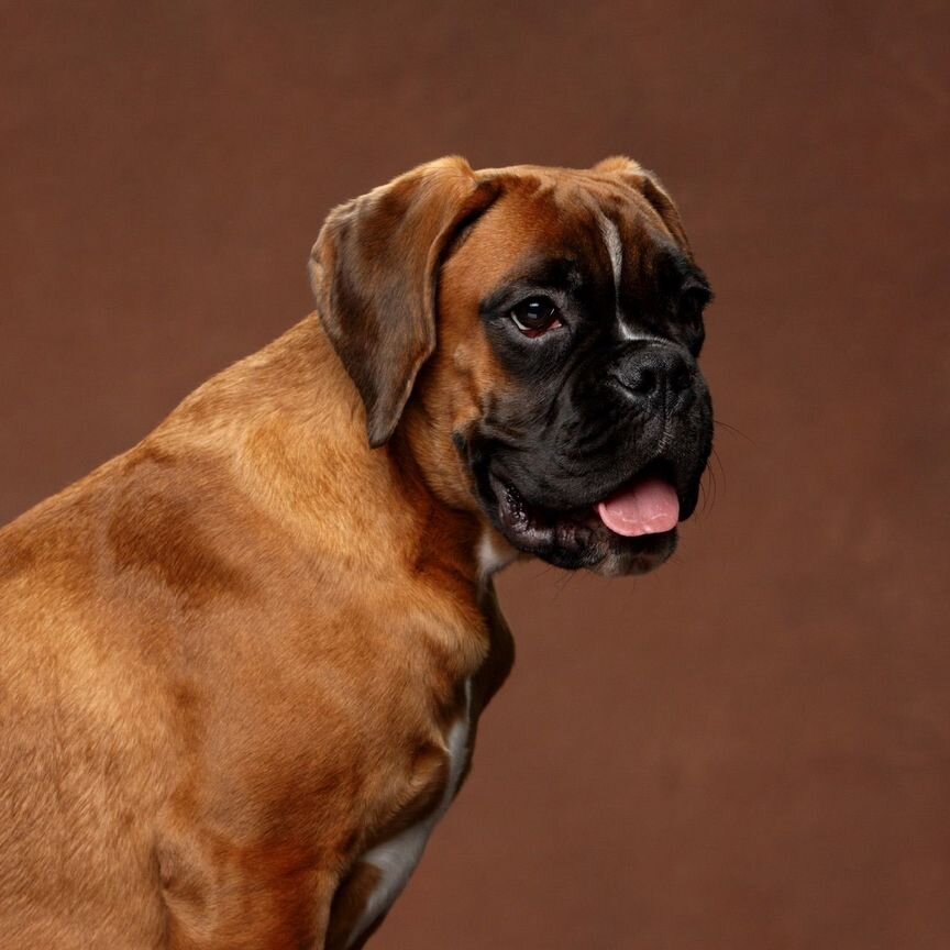 Немецкий боксер