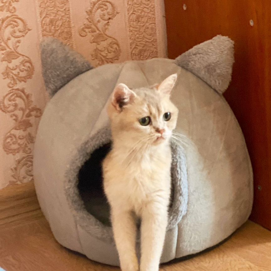 Отдам даром британская шиншилла