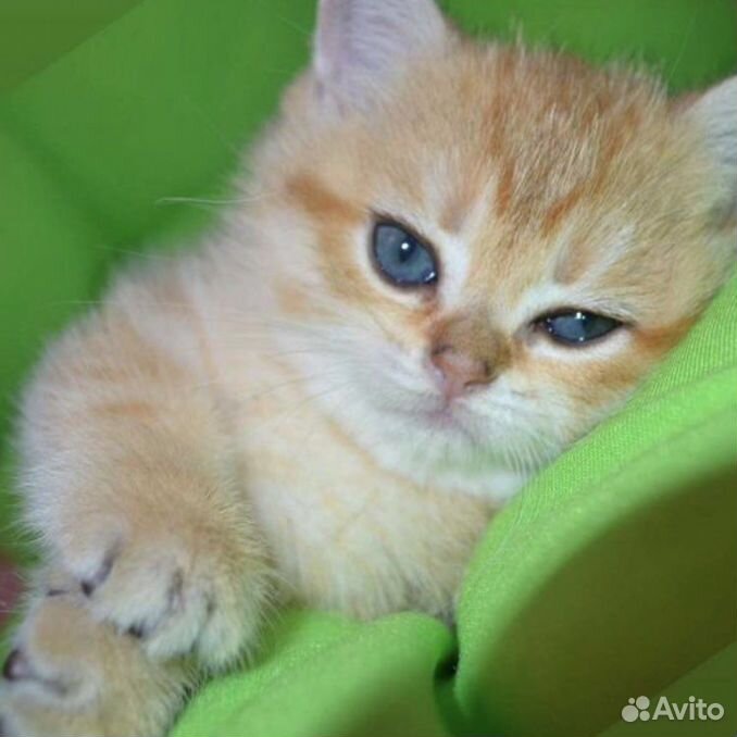 Золотые солнечные котята