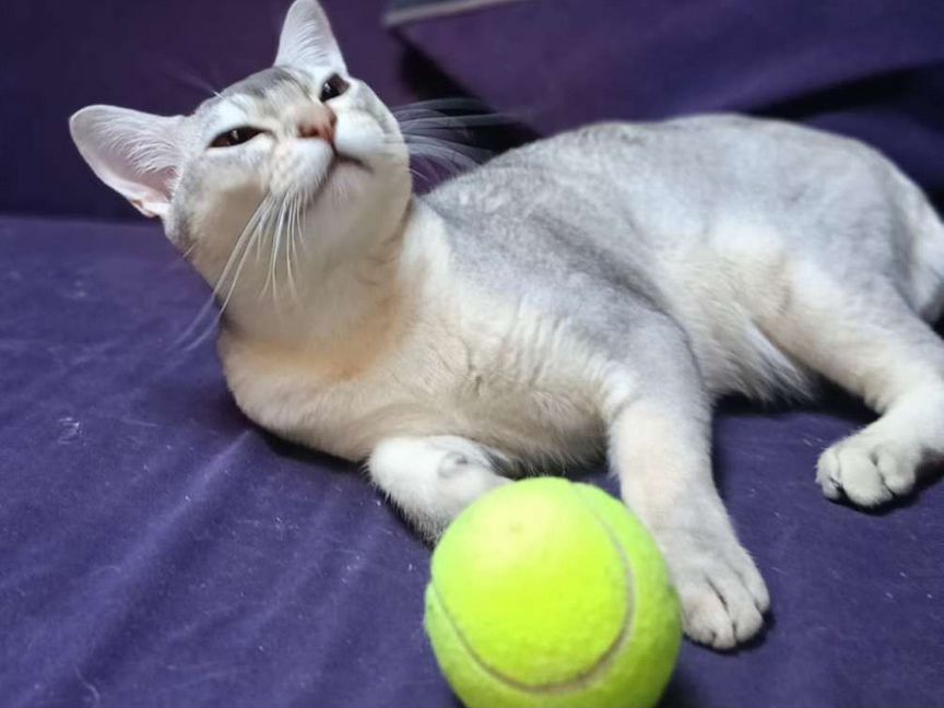 Кот Бурмилла