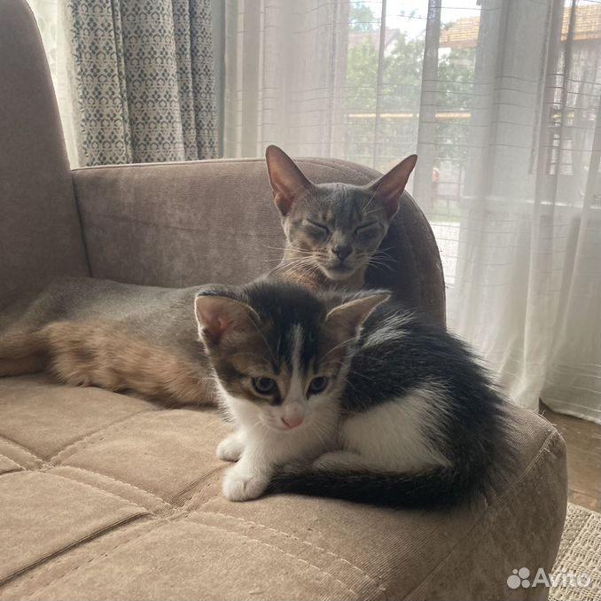 Продаю котенка полукровка (мама абессинка)