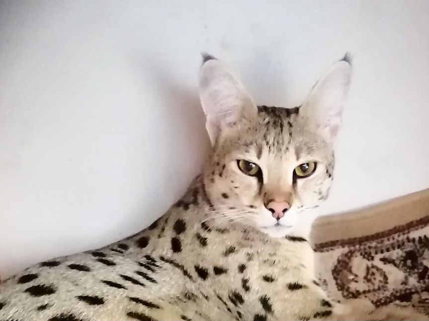 Кошка Саванна Ф