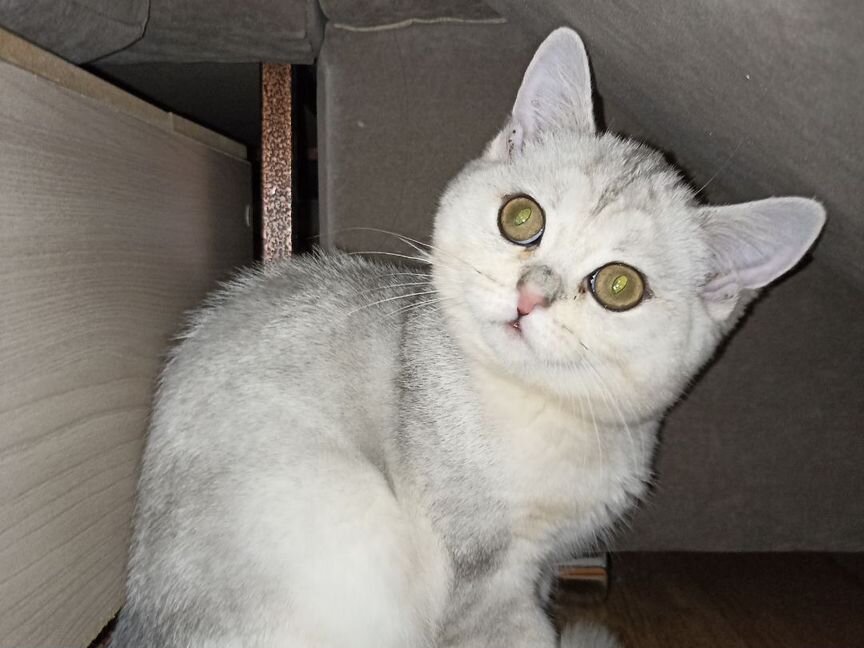 Британский котенок