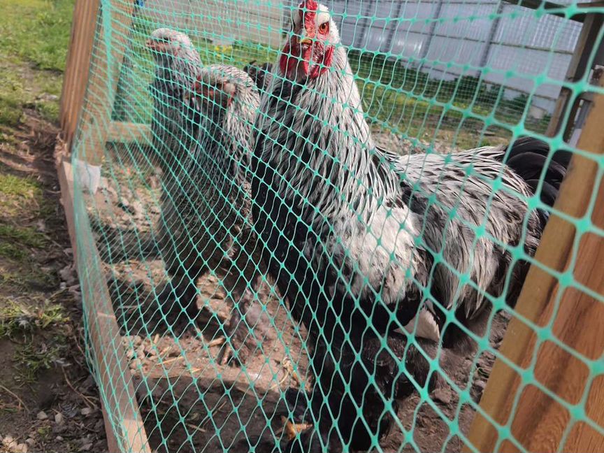 Куры брама разные семья