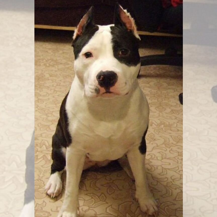 Продам щенка Амстафф