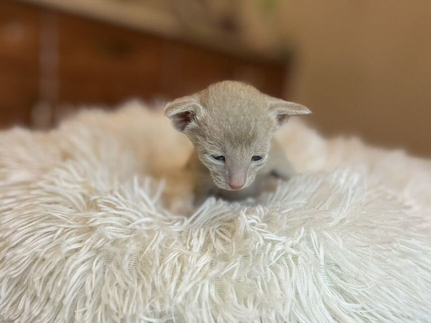 Ориентальный котенок