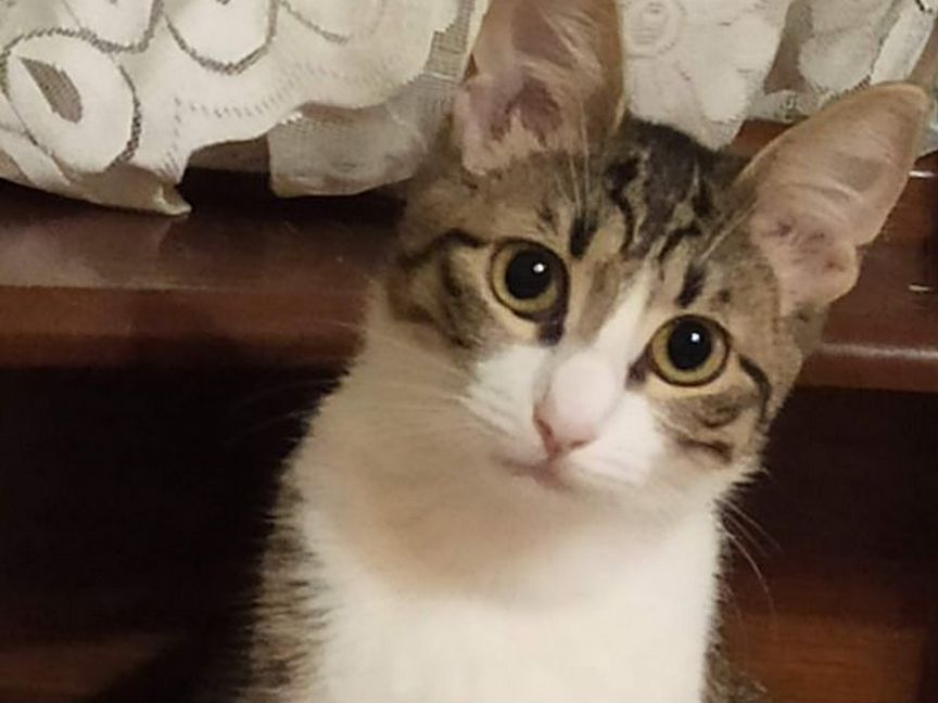 Котенок