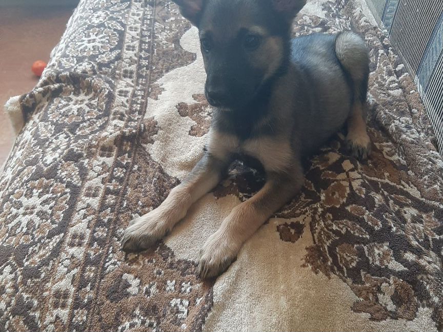 Щенок 2 мес - в добрые руки