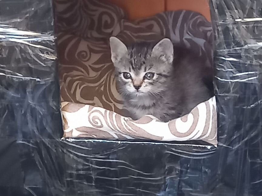 Котята в добрые руки