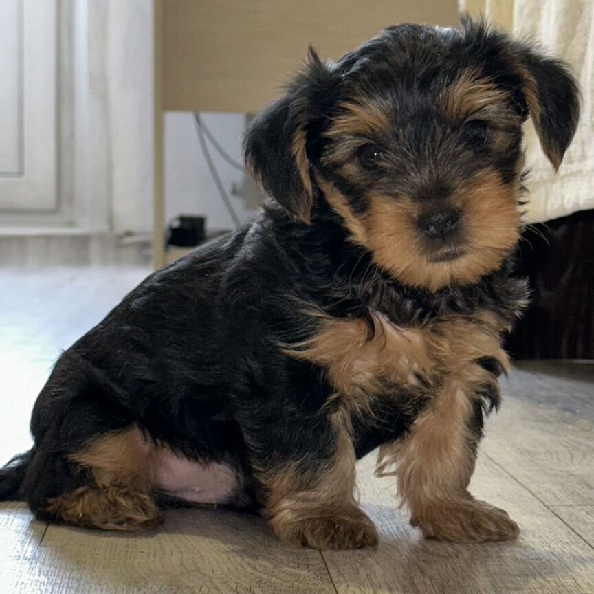 Йоркширский терьер, щенок