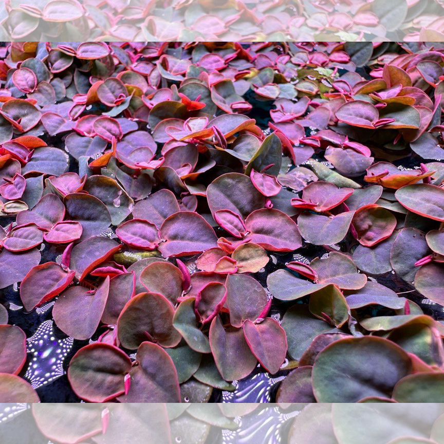 Аквариумное растение Филлантус