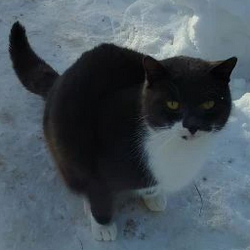 Взрослый кот в добрые руки