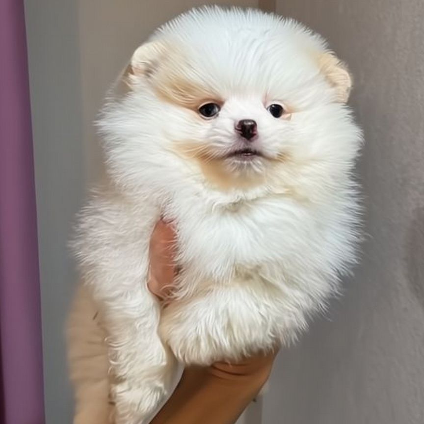 Померанский шпиц, щенок