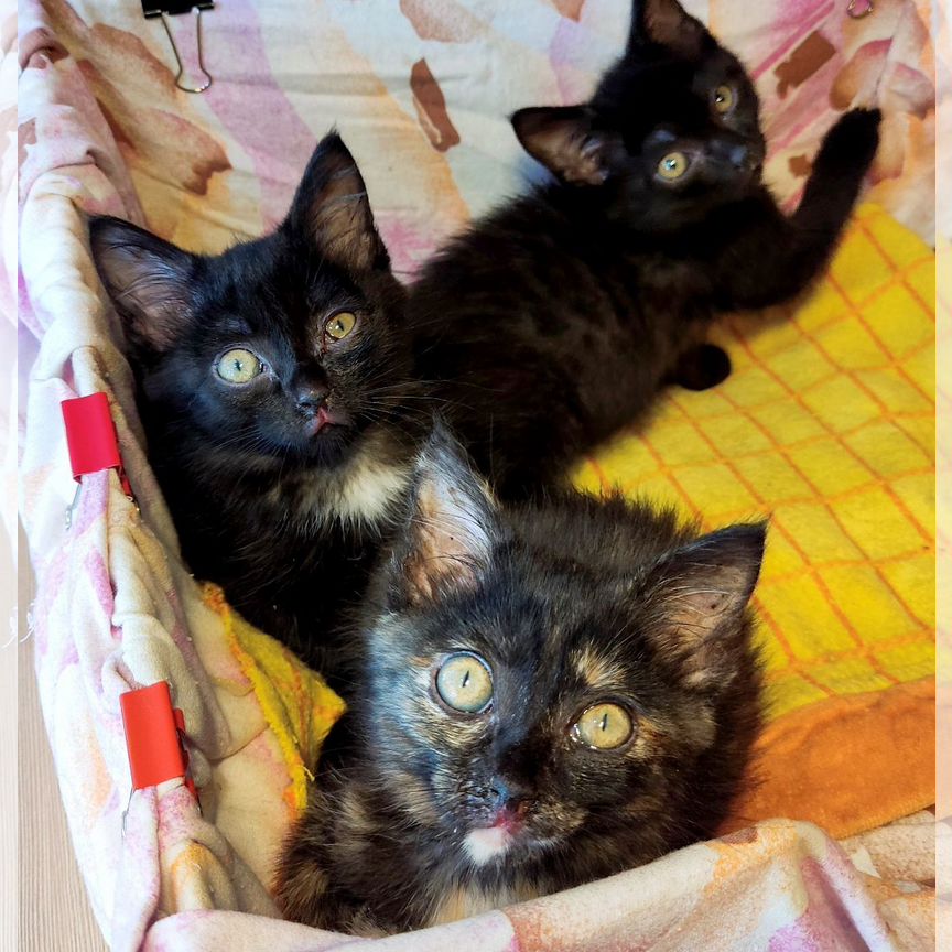 Котята 2 мес
