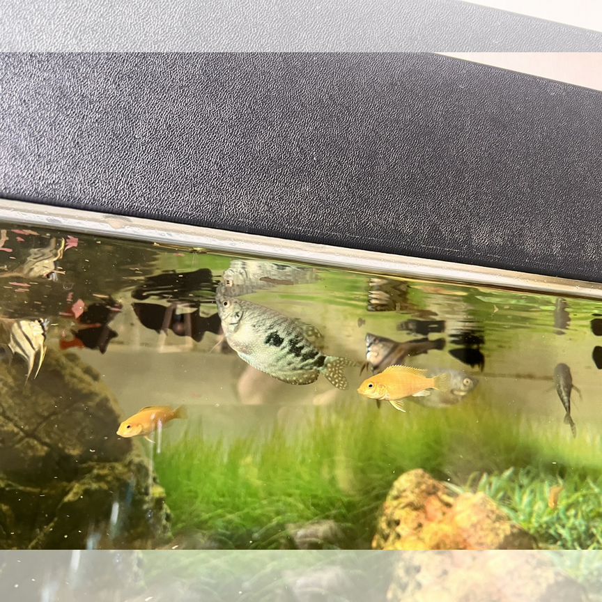 Аквариумные рыбки молли и пицилии