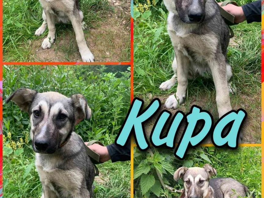 Щенок помесь лайки