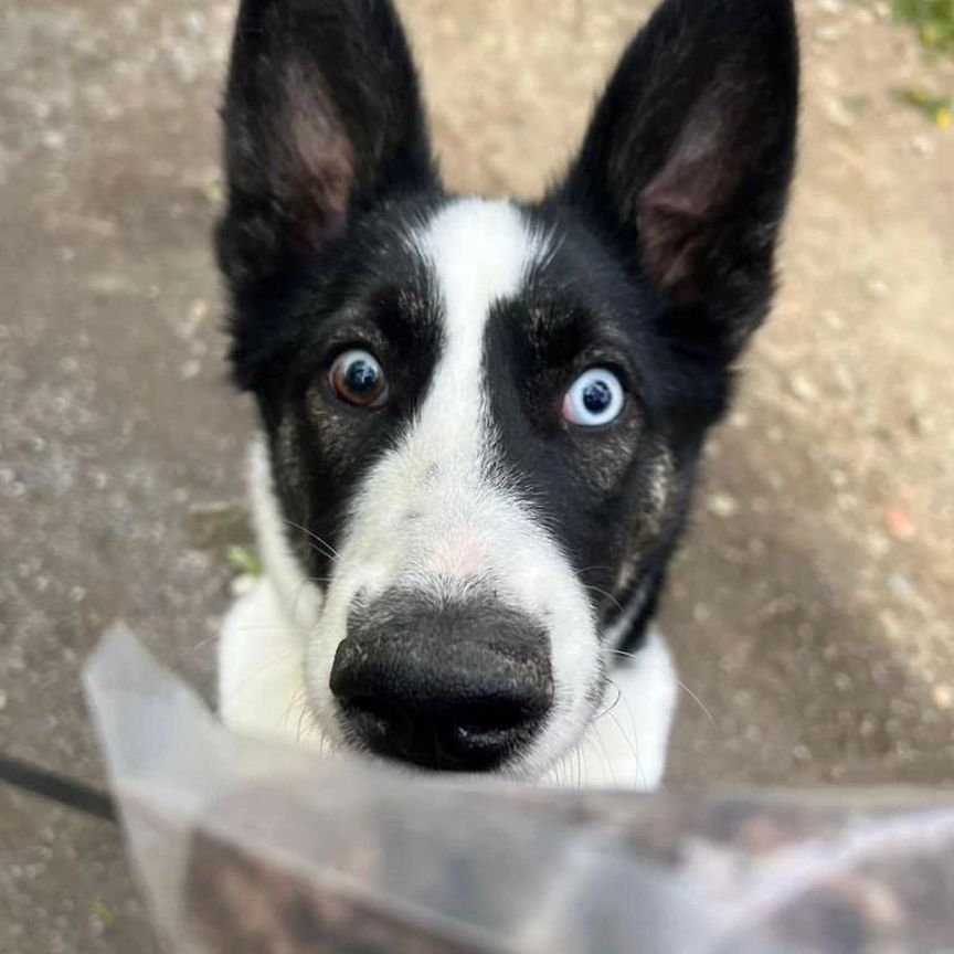 Разноглазая красавица Альма