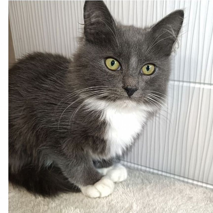 Чудесный котенок в добрые руки