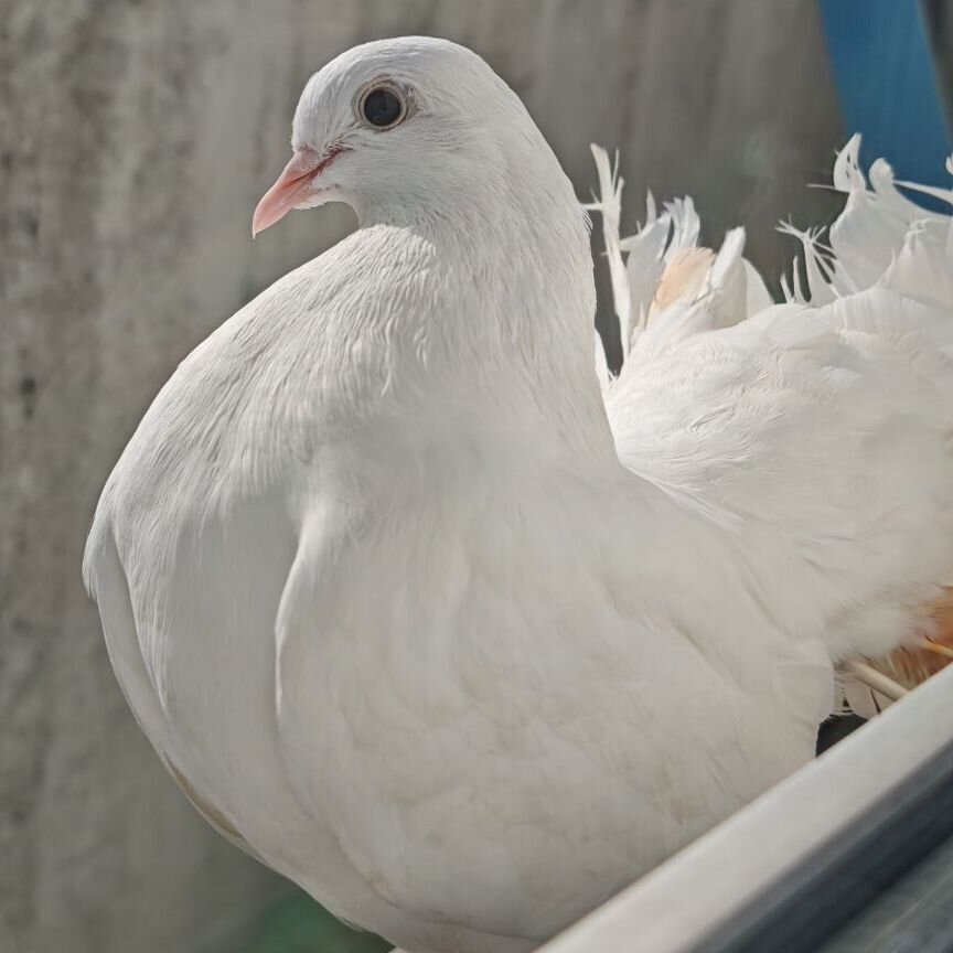 Голубь белый