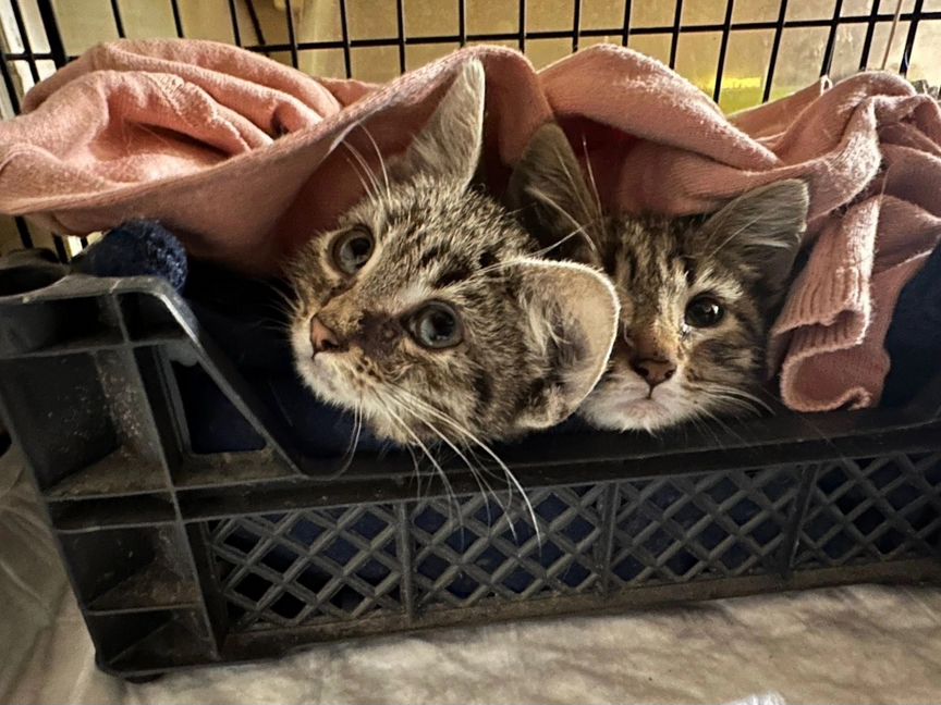 Котята в добрые руки бесплатно