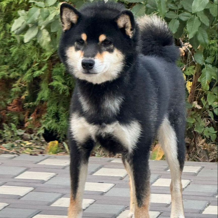 Сиба ину титулованный кобель в разведение