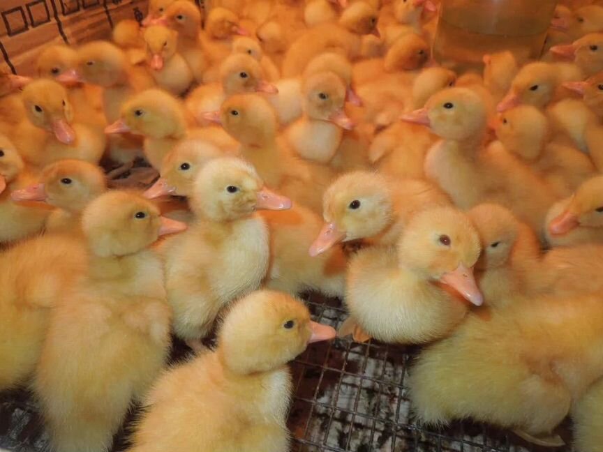 Утята бройлерные