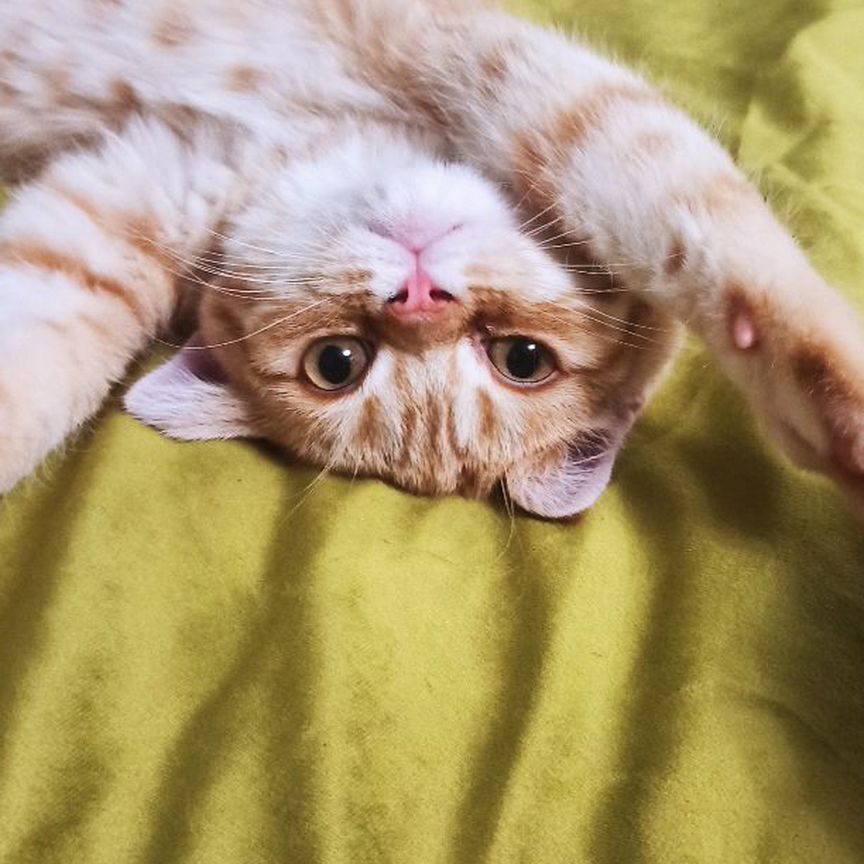 Британский короткошёрстный котёнок