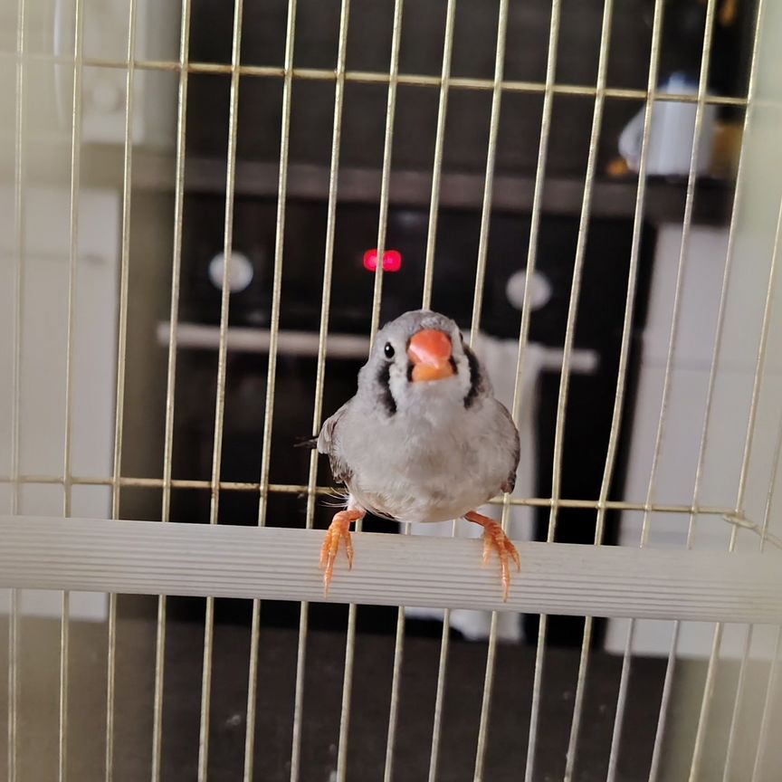 Амадины