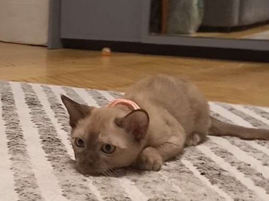 Бурма. Шоколадная черепашка