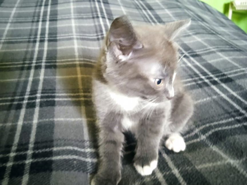 Котёнок русская голубая. 2 месяца