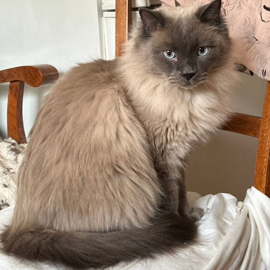 Невский маскарадный, взрослый кот