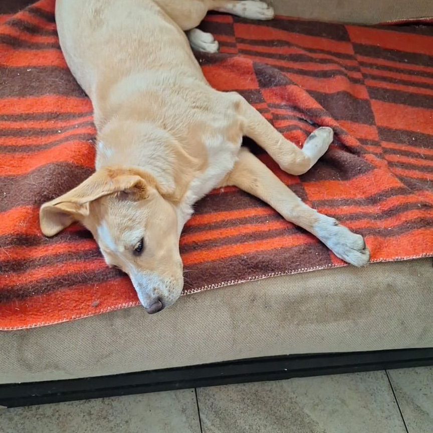 Собака в добрые руки отдам бесплатно