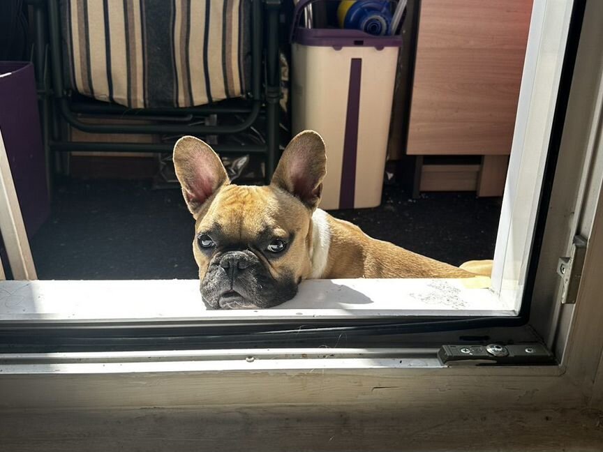 Метис французского бульдога (мальчик)