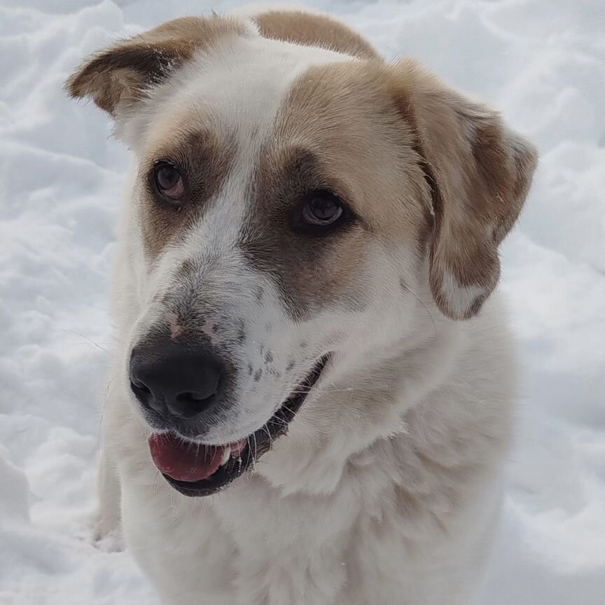 Взрослая собака в добрые руки