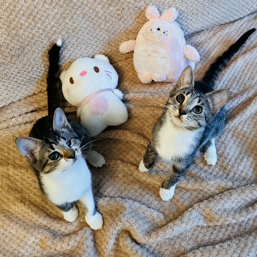 Котёнок в добрые руки