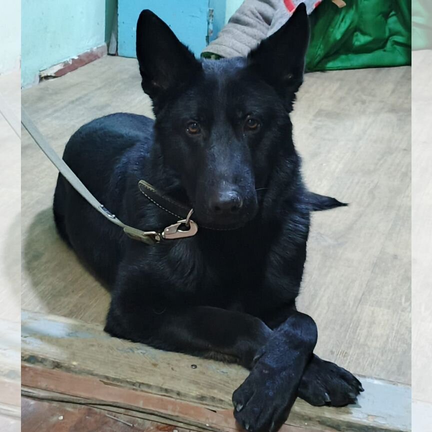 Отдам бесплатно животные