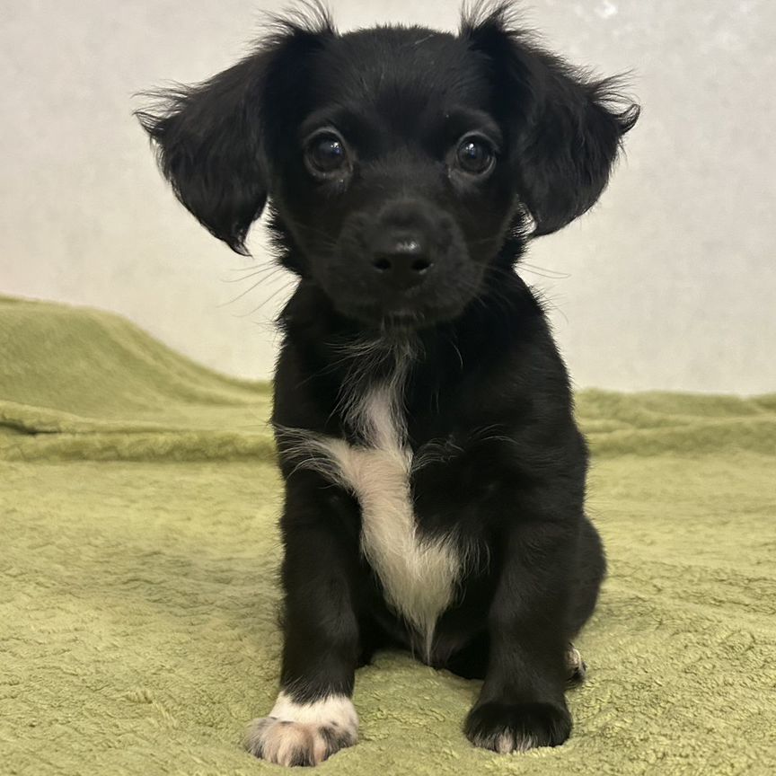 Мальтипу, щенок