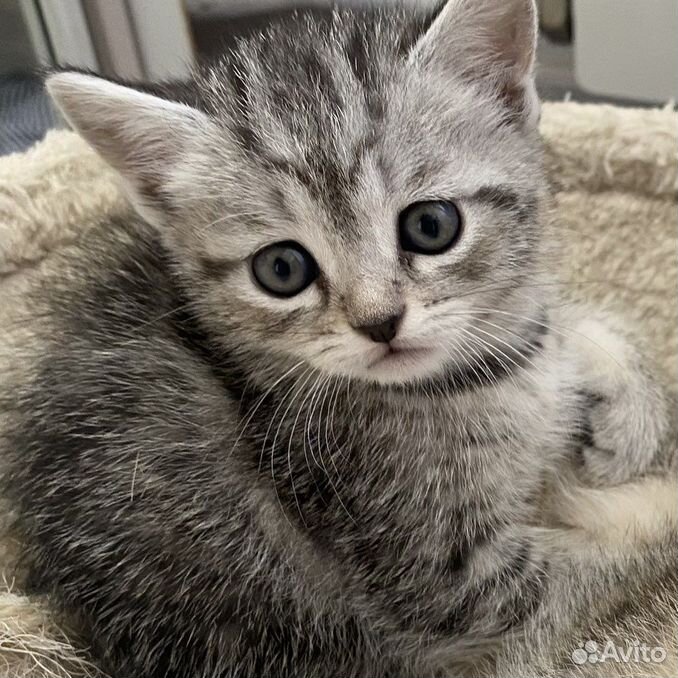 Котенок манчкин