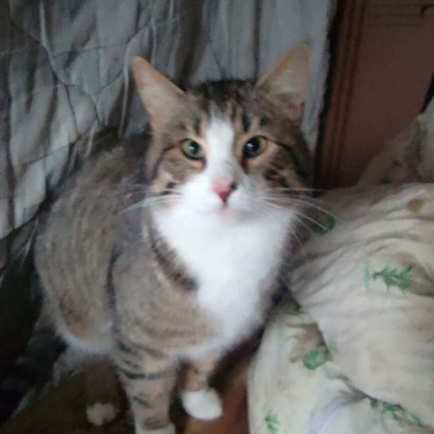 Жду усыновления