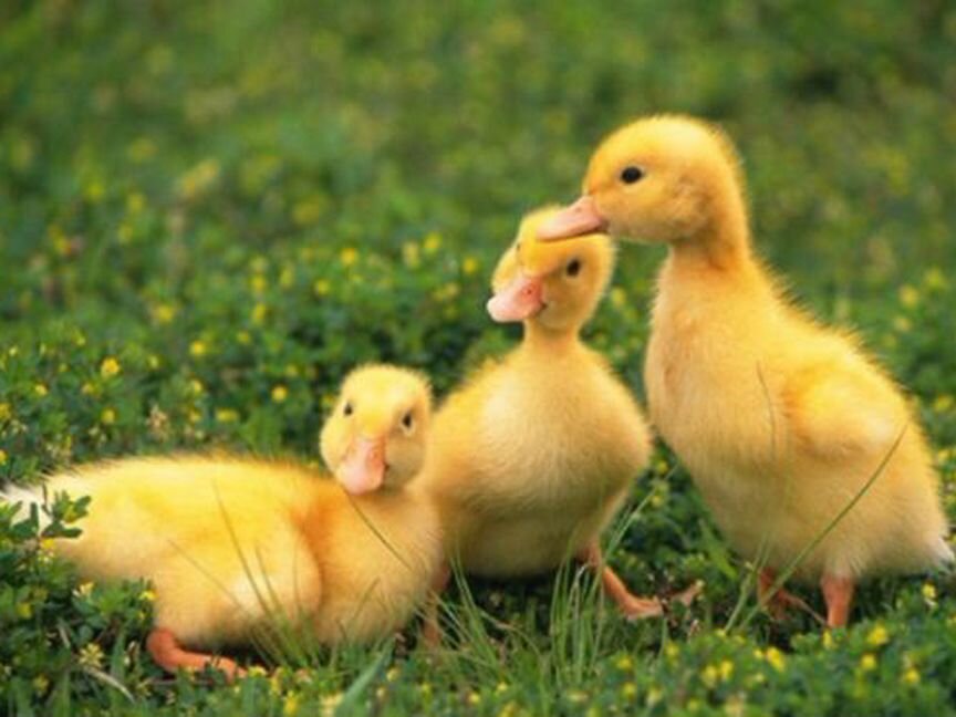 Гуси Линда, серые оптом от 100шт